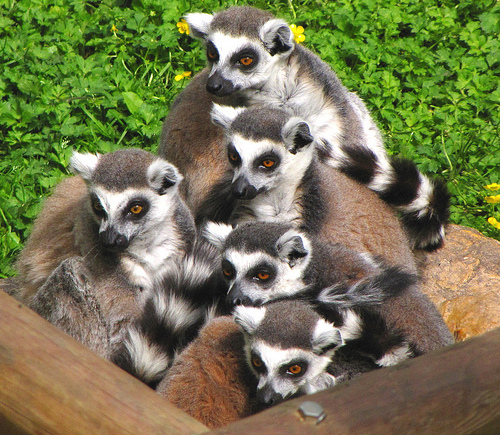 I lemuri si riconoscono dal grugnito - Galileo