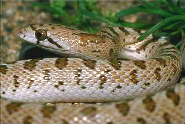 Morso di serpente: appiccicoso e letale - Galileo