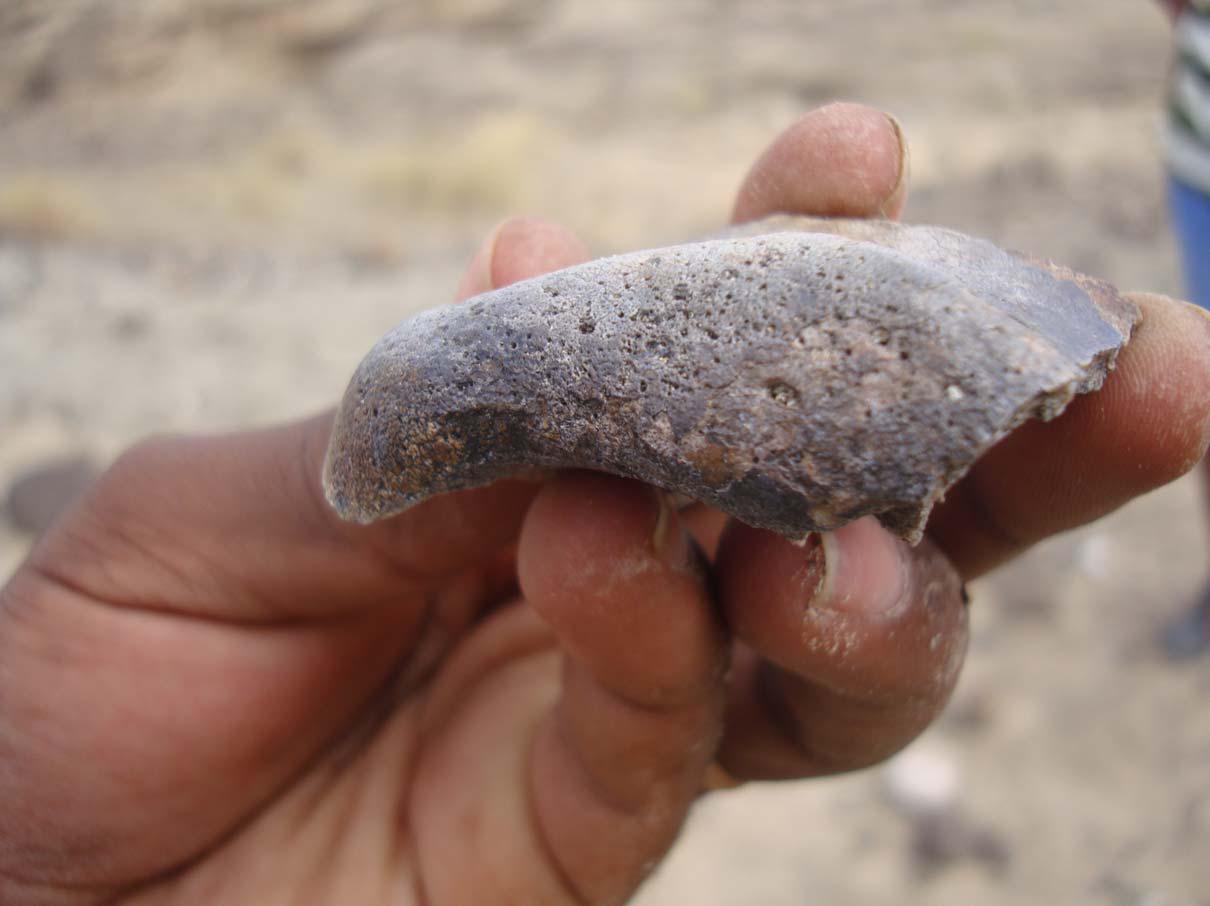 Nuovi fossili per Homo erectus - Galileo