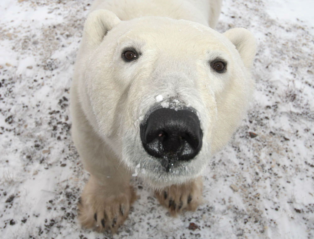 Sbornia Da Orso Polare Albino L'Orso Polare