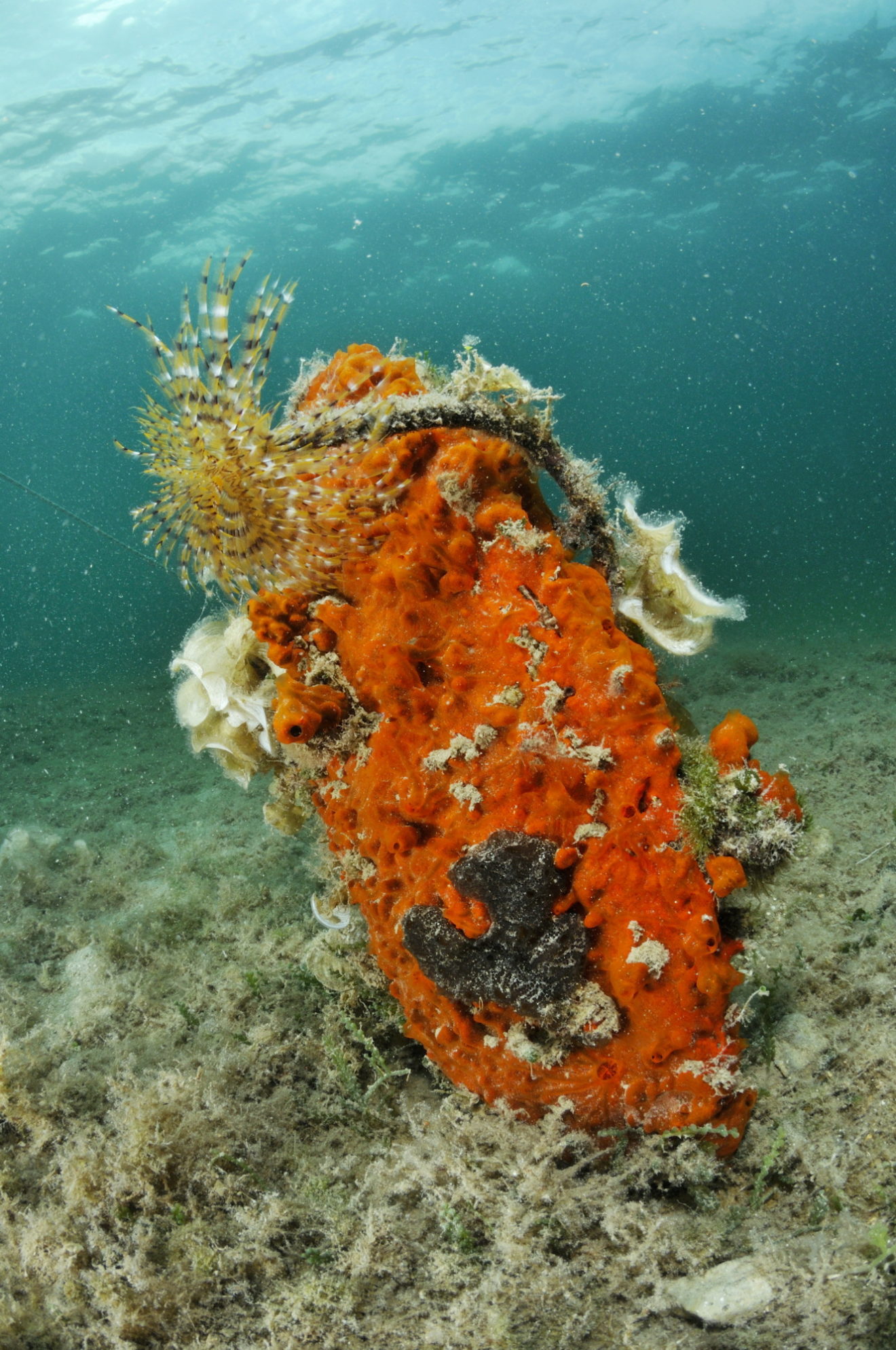 Pinna nobilis, al via il progetto per salvare la nacchera di mare - Galileo